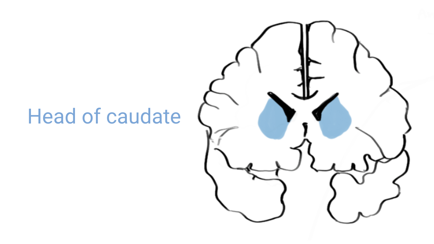 The Basal Ganglia - Neuroanatomy 101