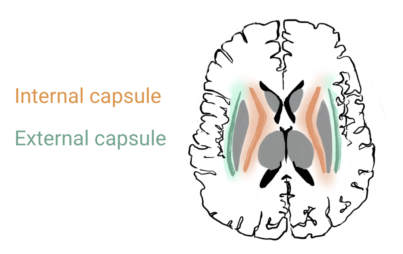 White Matter - Neuroanatomy 101