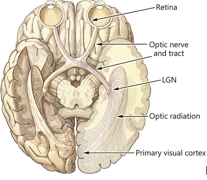 White Matter - Neuroanatomy 101